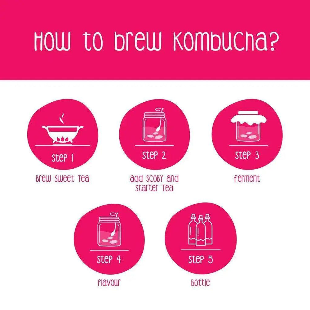 Home Buy Kombucha SCOBY in India: Ultimate Starter Culture by Zoh ...